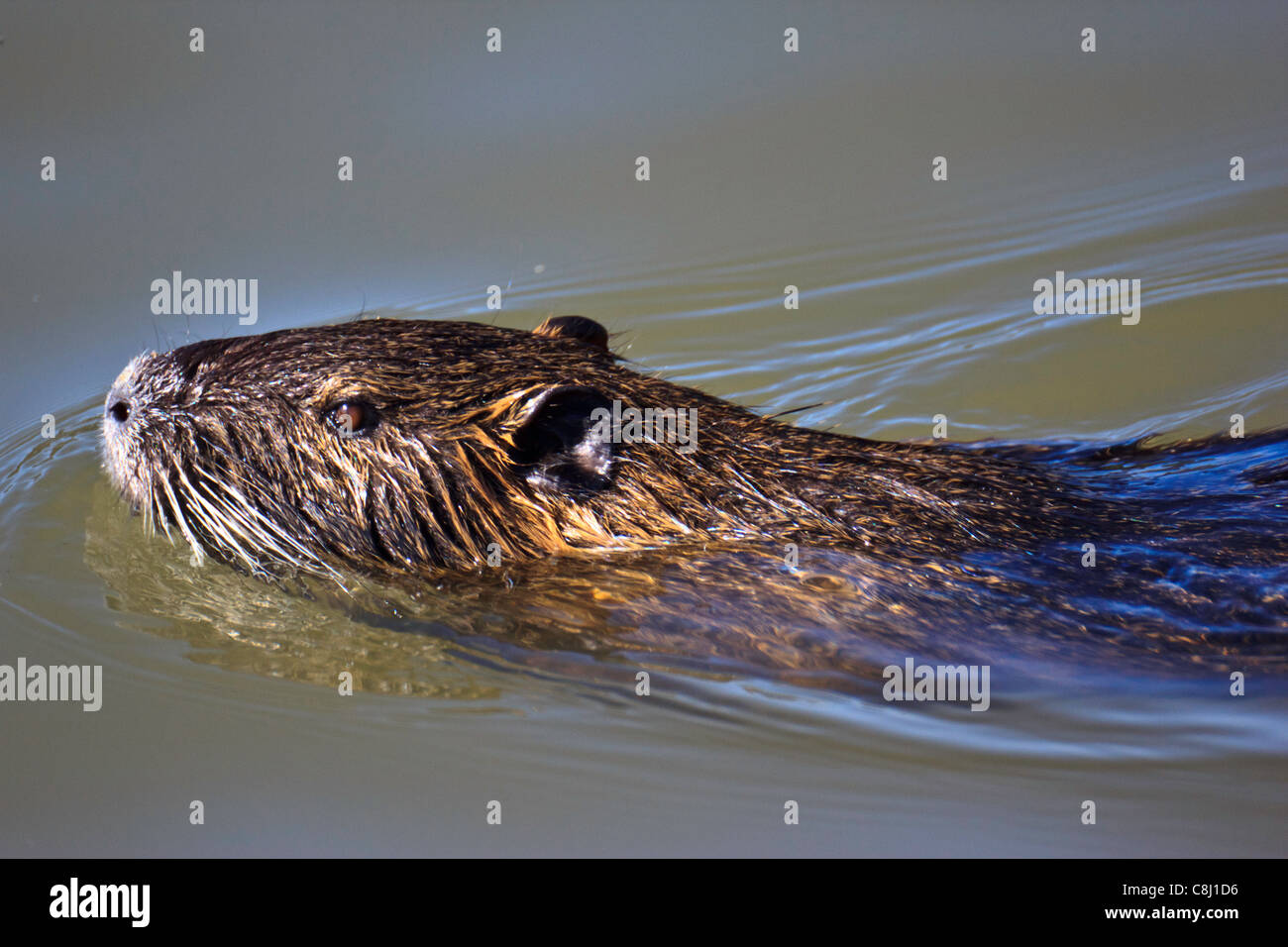 Chisholm Trail Park, Coypu, herbivorous, invasive species, Mapudungun ...