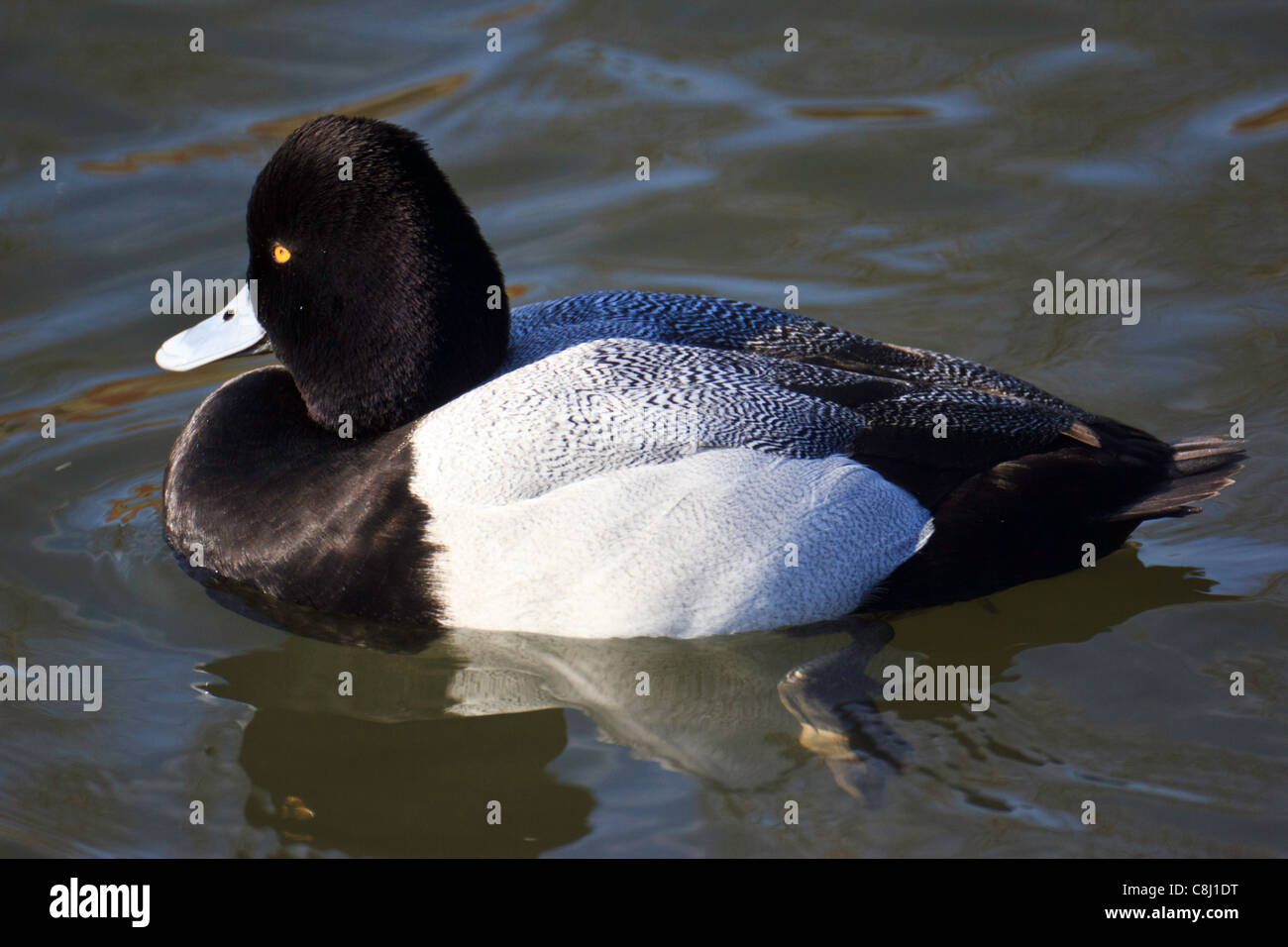 Lesser scaup ducks hi-res stock photography and images - Alamy