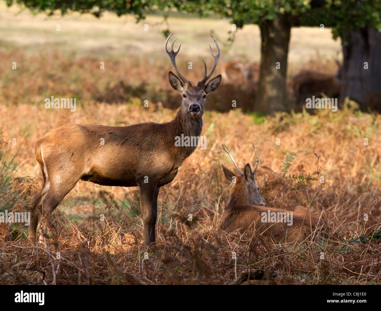 Young red deer stag Stock Photo - Alamy