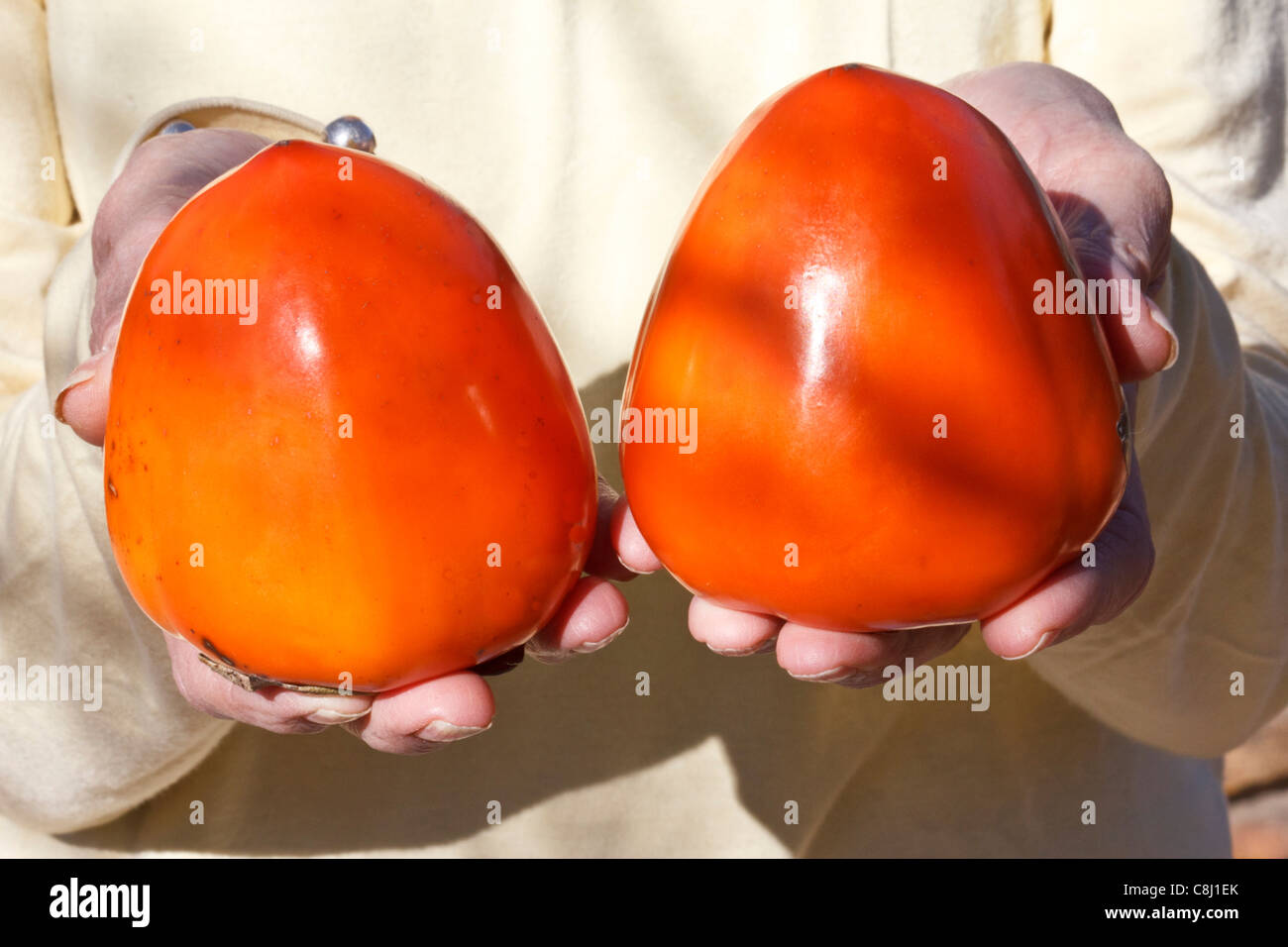 american persimmons, Diospyros, Ebenaceae, edible fruit, fruit, fruits ...
