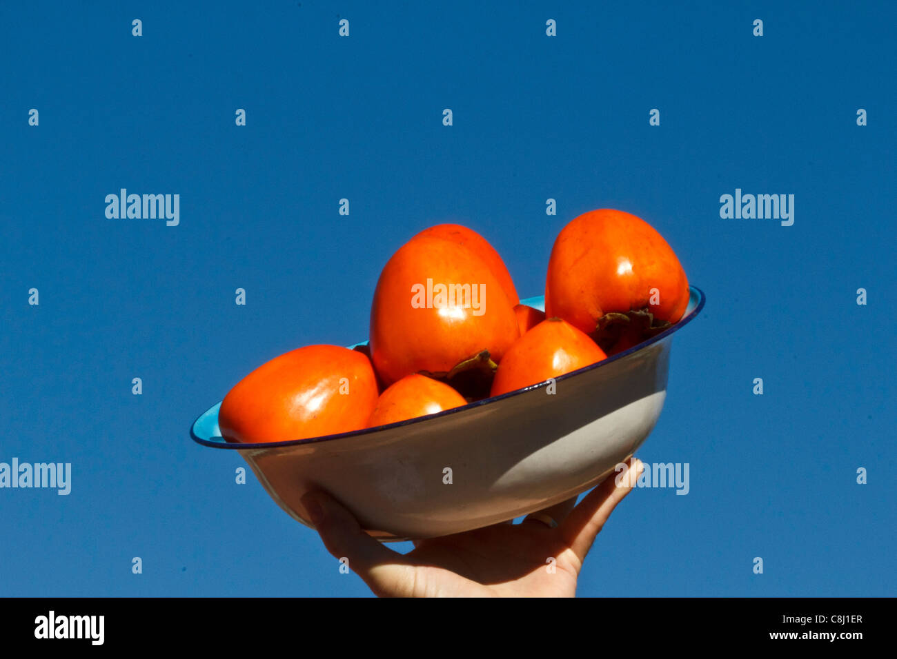 american persimmons, bowl of fresh fruits, bowl of persimmons ...