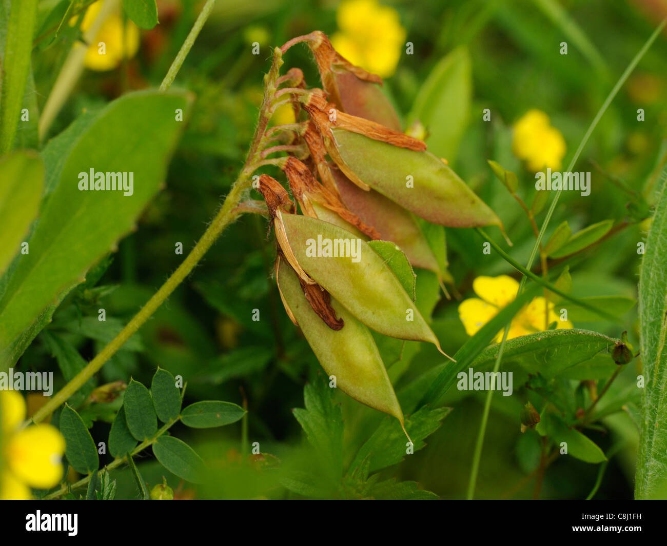 Orobus seed hi-res stock photography and images - Alamy