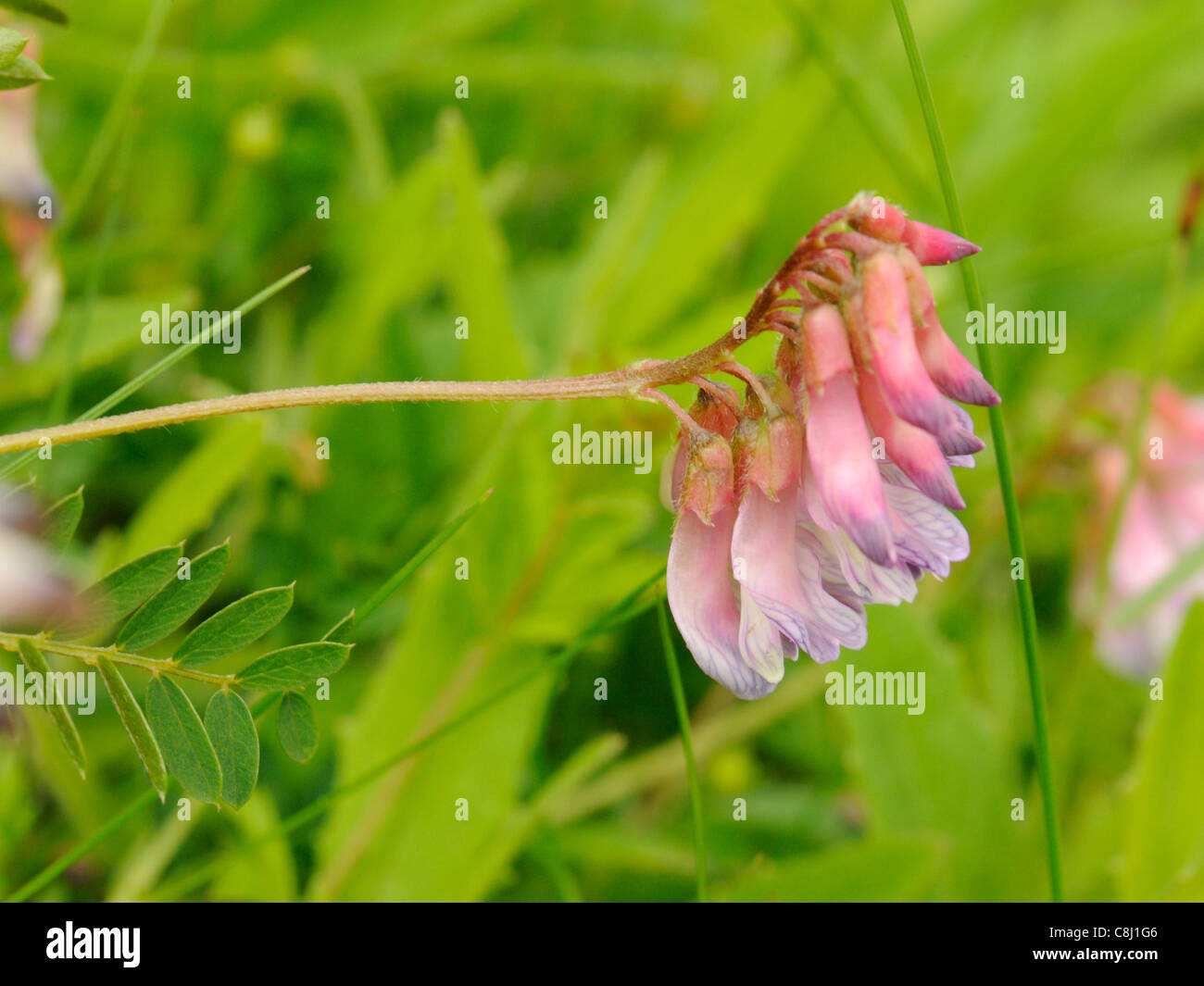 Wood Bitter-vetch, vicia orobus, flower head Stock Photo - Alamy