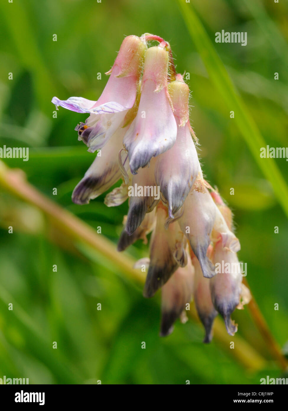 Vicia Orobus High Resolution Stock Photography and Images - Alamy