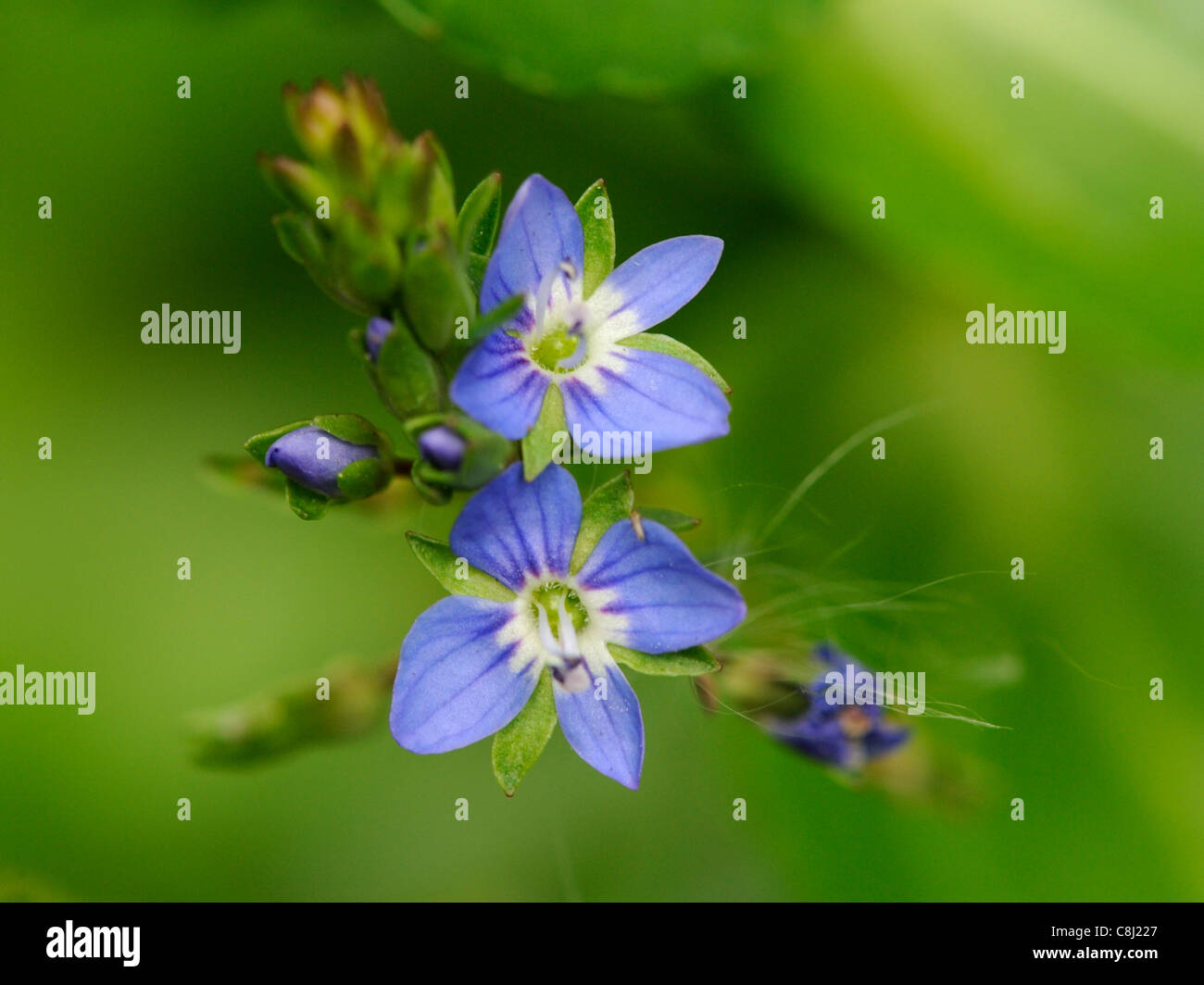 Veronica beccabunga hi-res stock photography and images - Alamy
