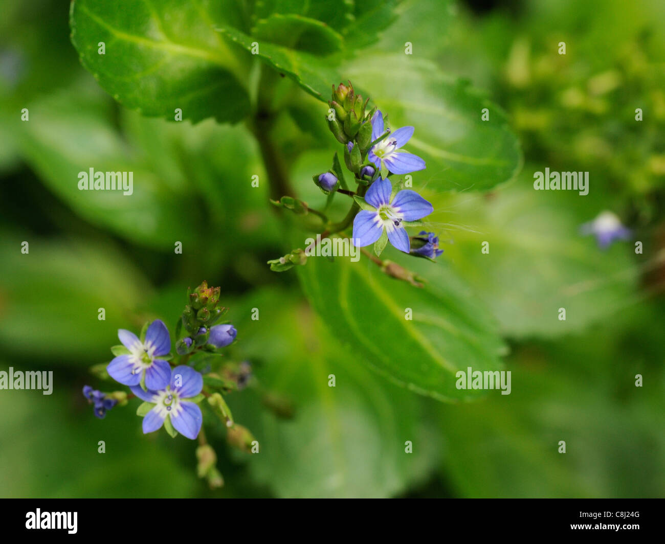 Blue brooklime flower hi-res stock photography and images - Alamy