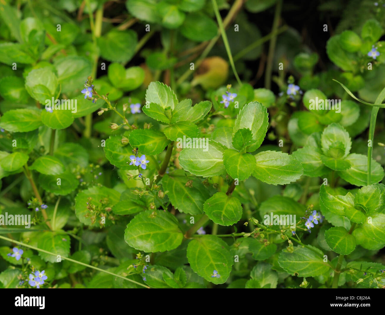 Brooklime, veronica beccabunga Stock Photo - Alamy