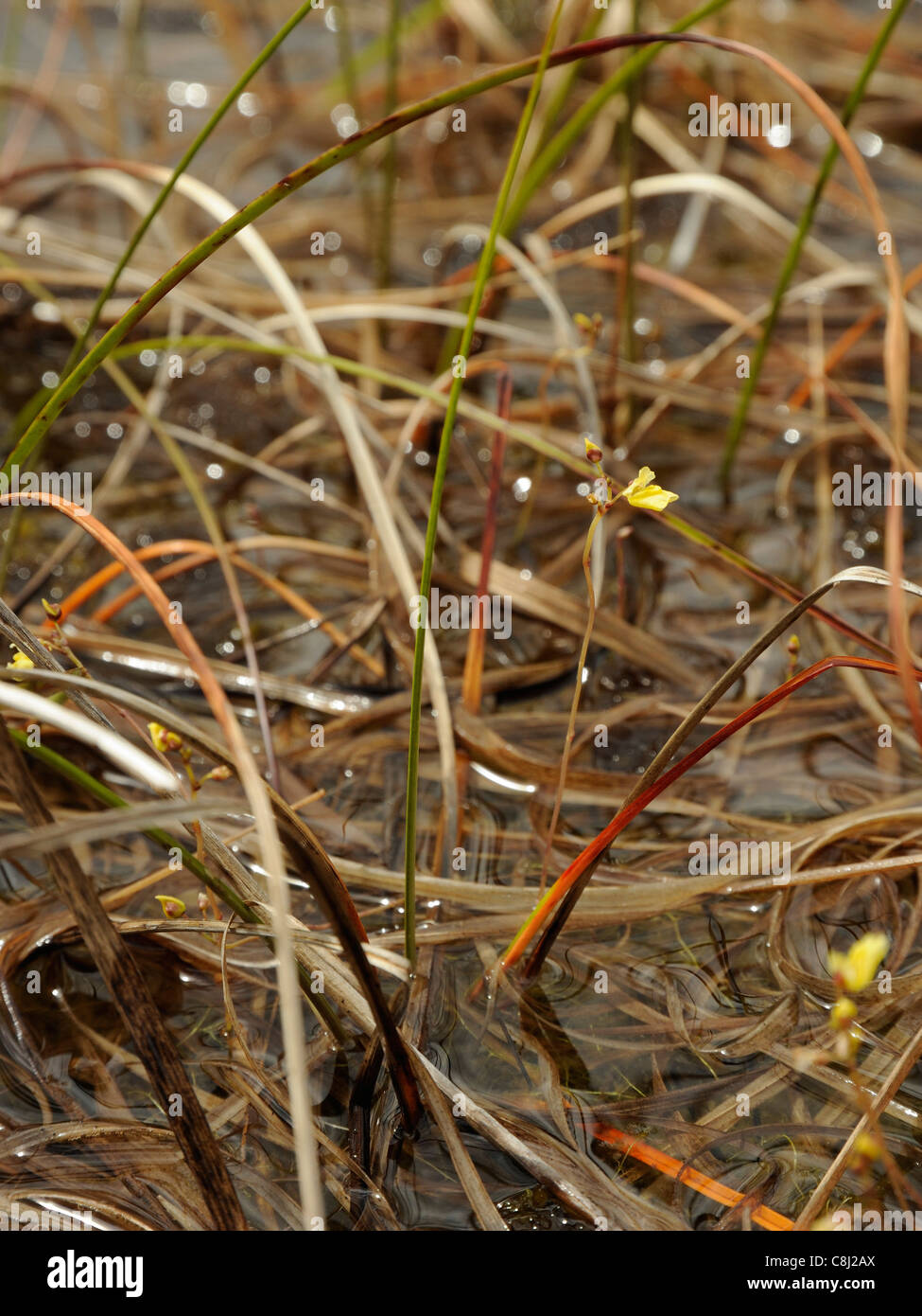 Bladderwort Flower High Resolution Stock Photography and Images - Alamy