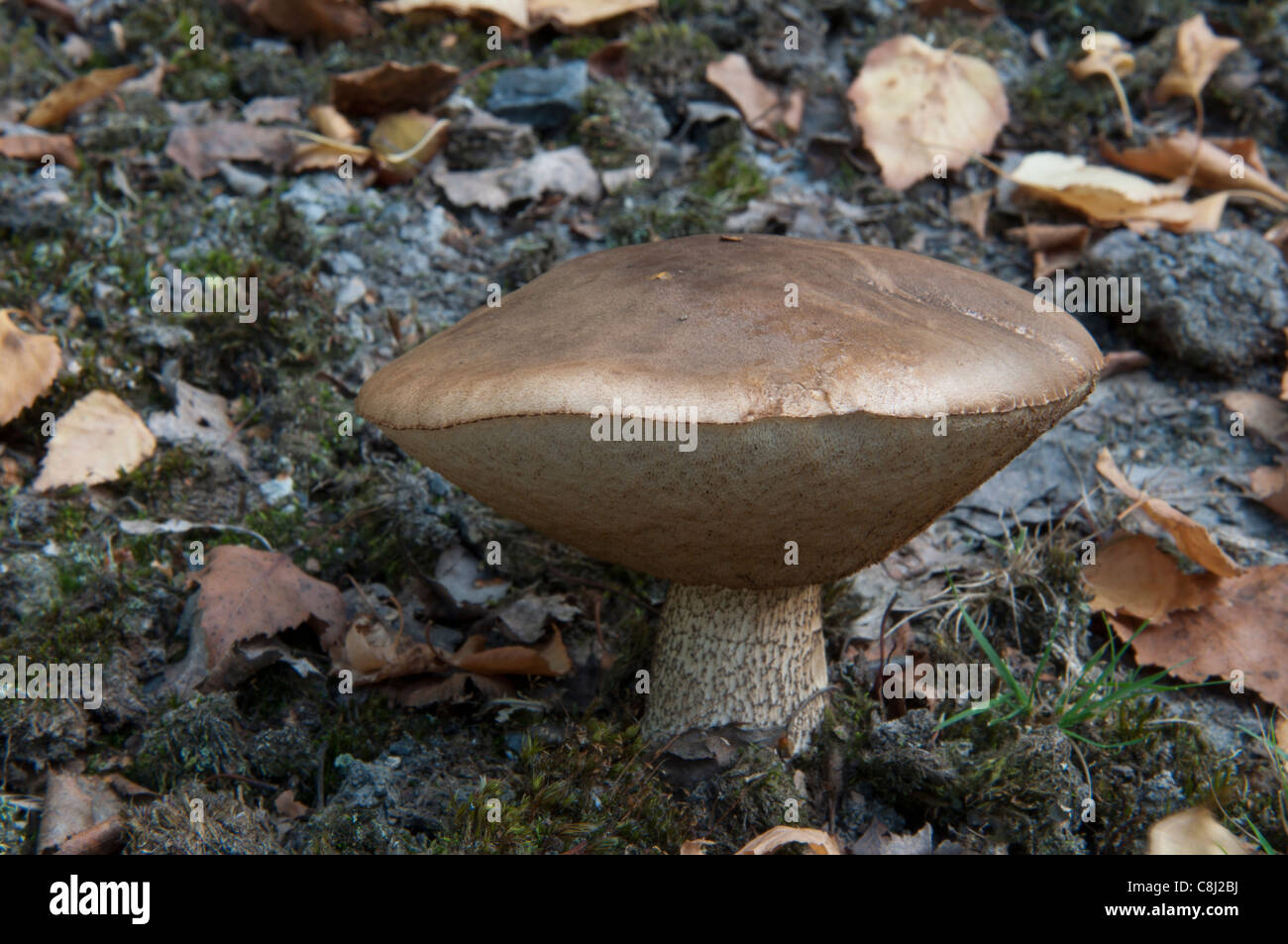 Pooley hall colliery hi-res stock photography and images - Alamy