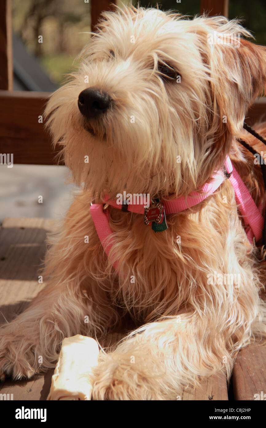 Wheaton terrier hi-res stock photography and images - Alamy