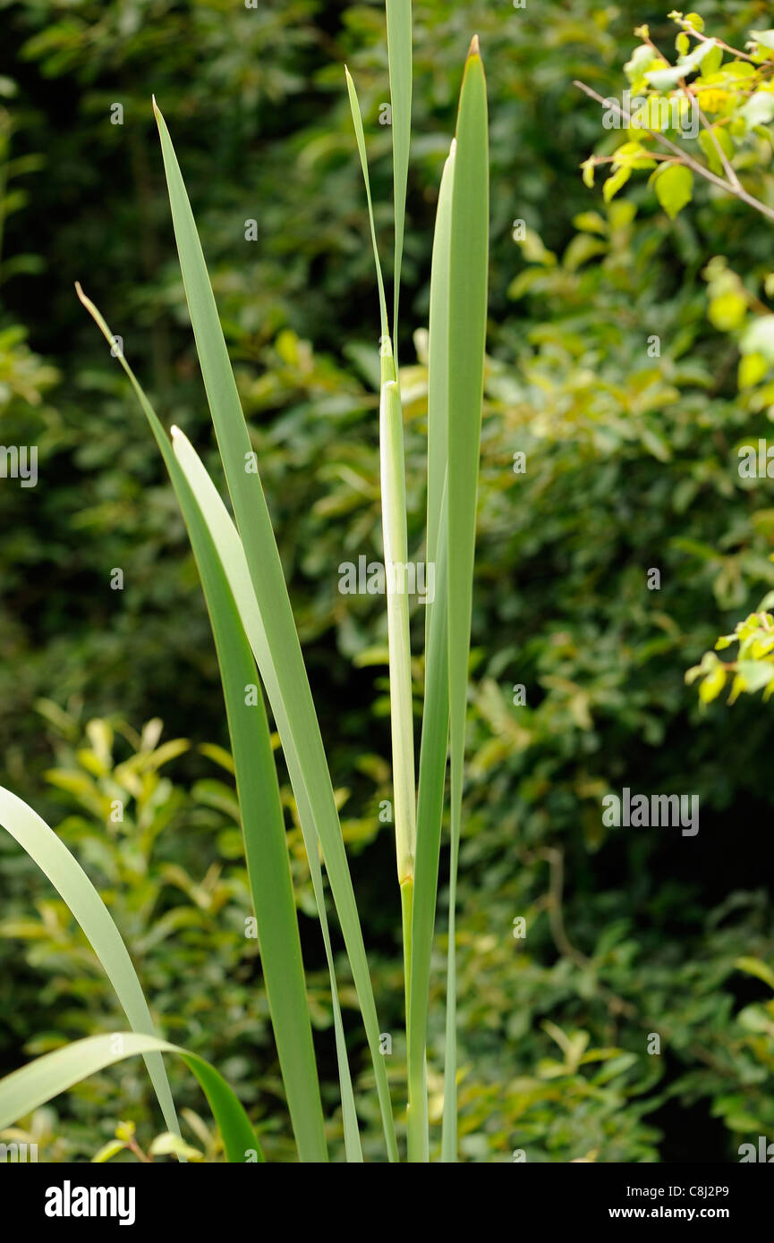 Bulrush flower hi-res stock photography and images - Alamy