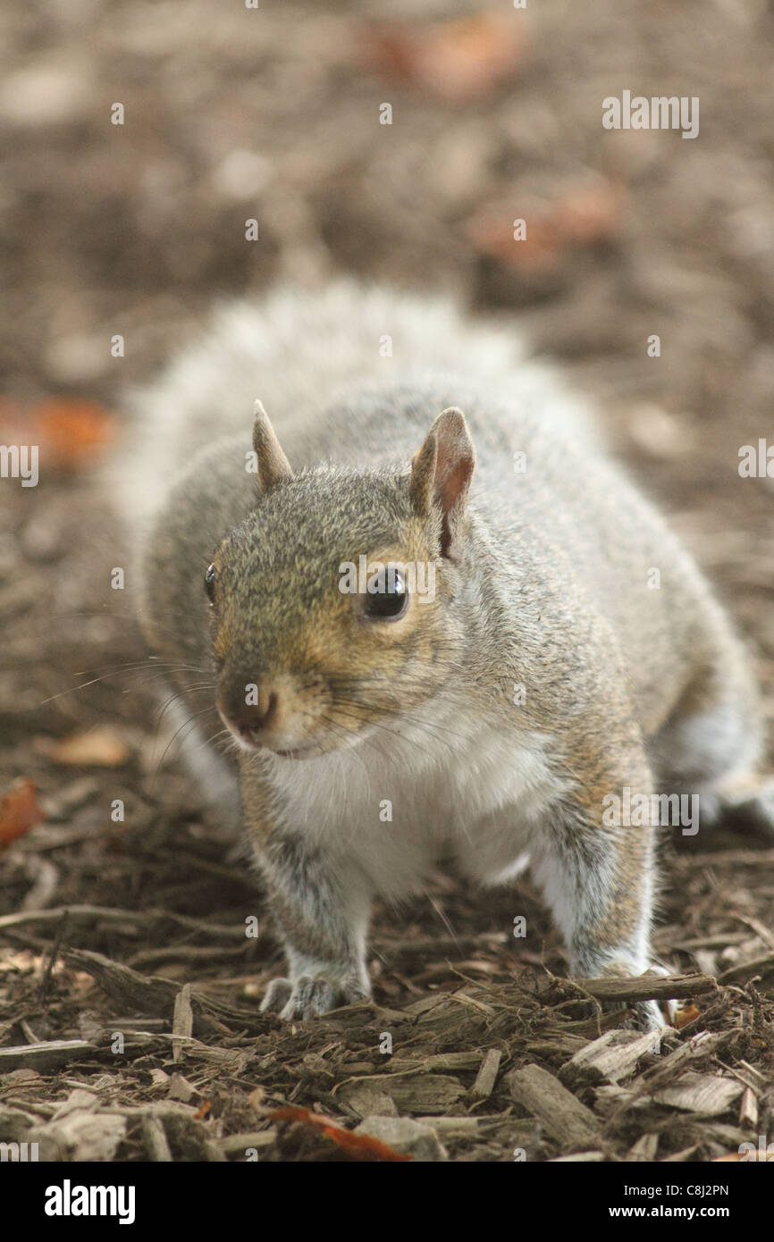 Squirrel body hi-res stock photography and images - Alamy