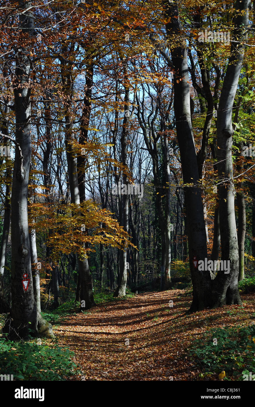 Small forest path through a autumn colored trees Stock Photo - Alamy