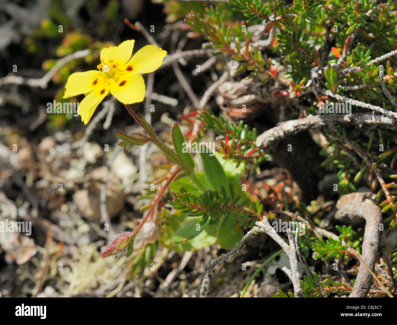 Spotted Rock-rose, tuberaria guttata Stock Photo - Alamy