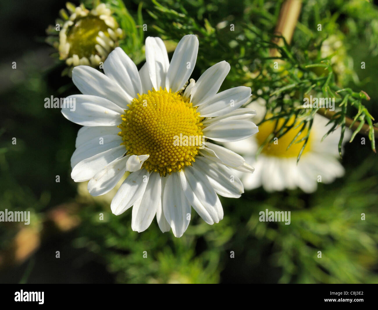 Sea Mayweed, tripleurospermum maritimum Stock Photo - Alamy