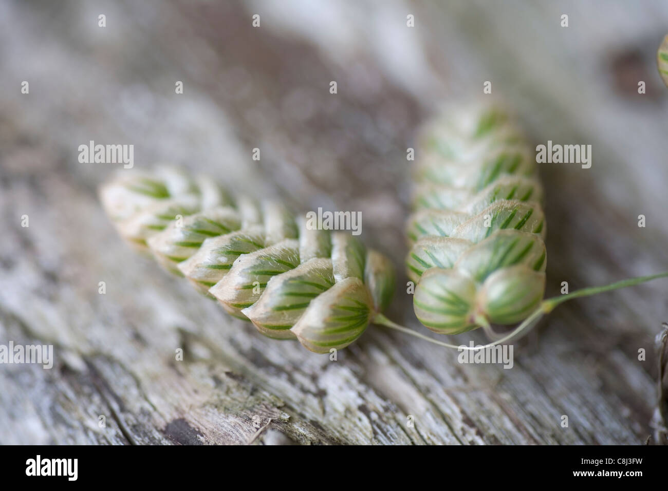 Greater Quaking Grass Seeds Stock Photo - Alamy