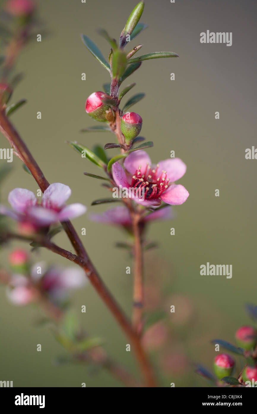 Manuka honey tree hi-res stock photography and images - Alamy