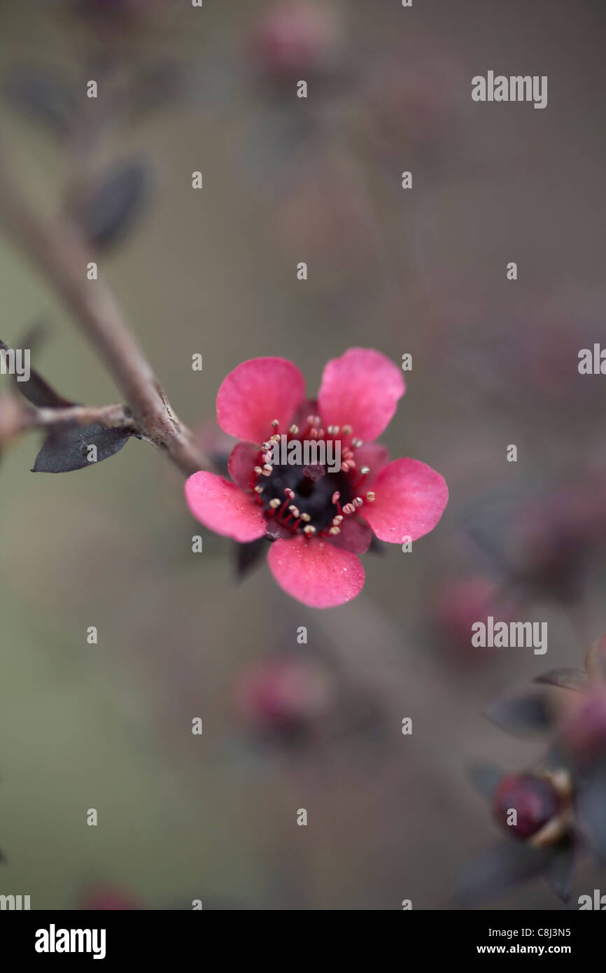 Manuka bush hi-res stock photography and images - Alamy