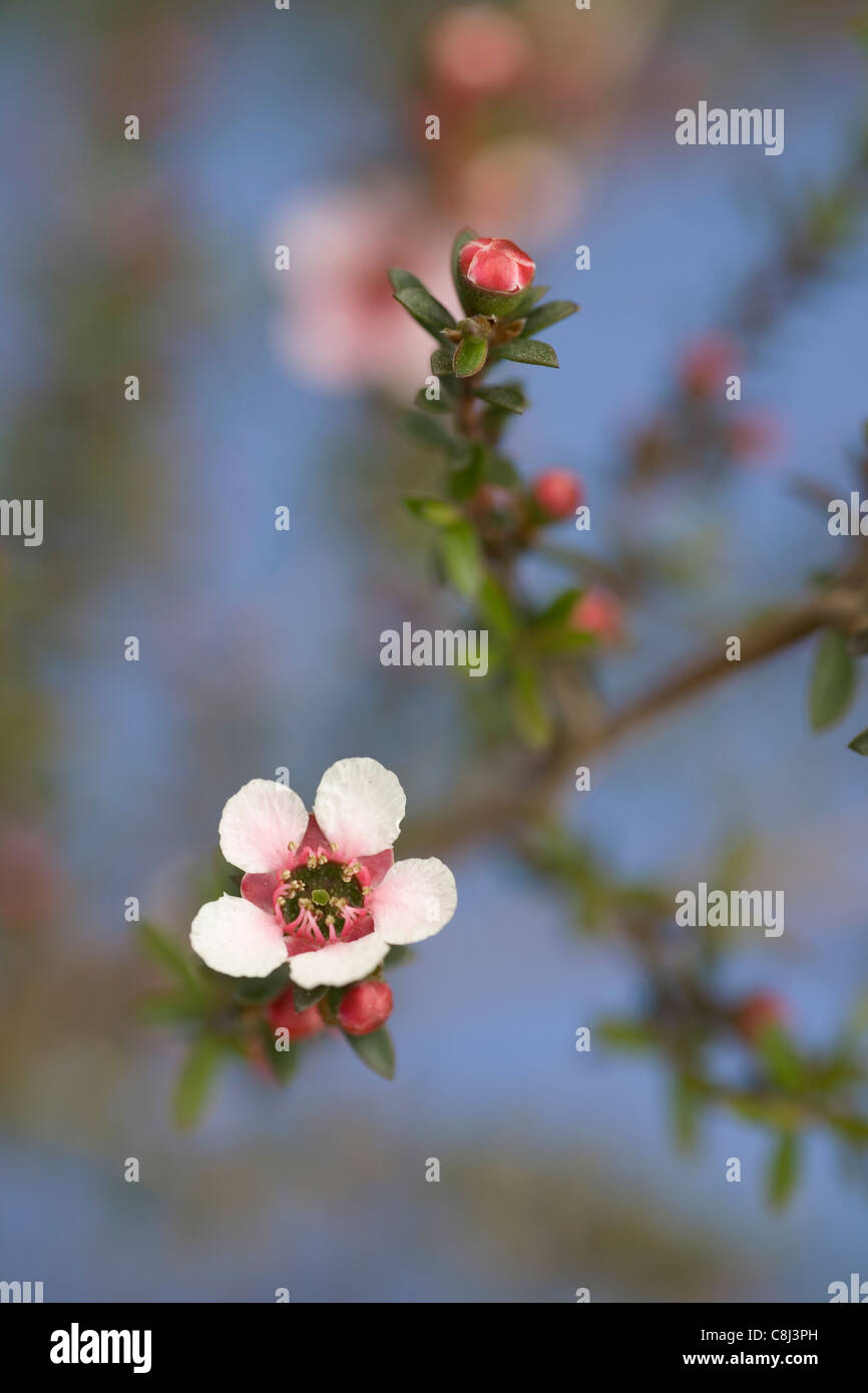 Pink Manuka Flower And Bud Stock Photo - Alamy
