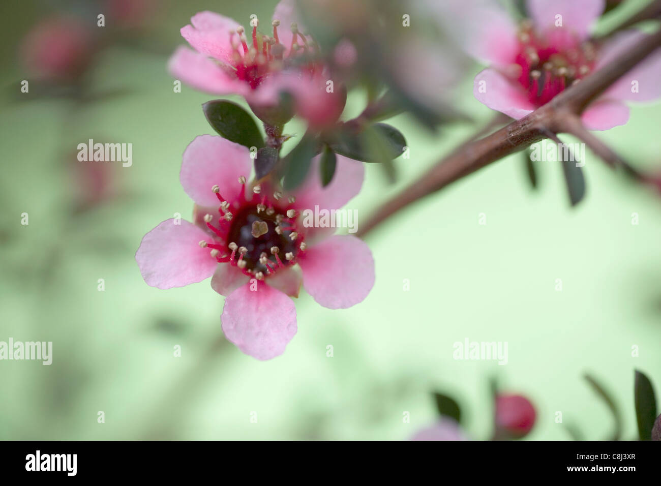 Pink Manuka Flower Stock Photo - Alamy