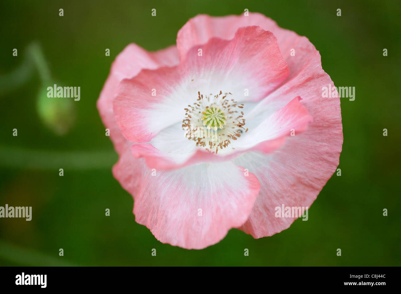 Pink Oriental Poppy Close-up Stock Photo - Alamy