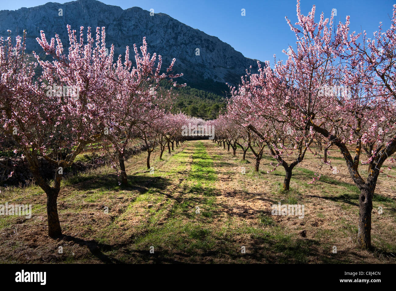 Almond grove hi-res stock photography and images - Alamy