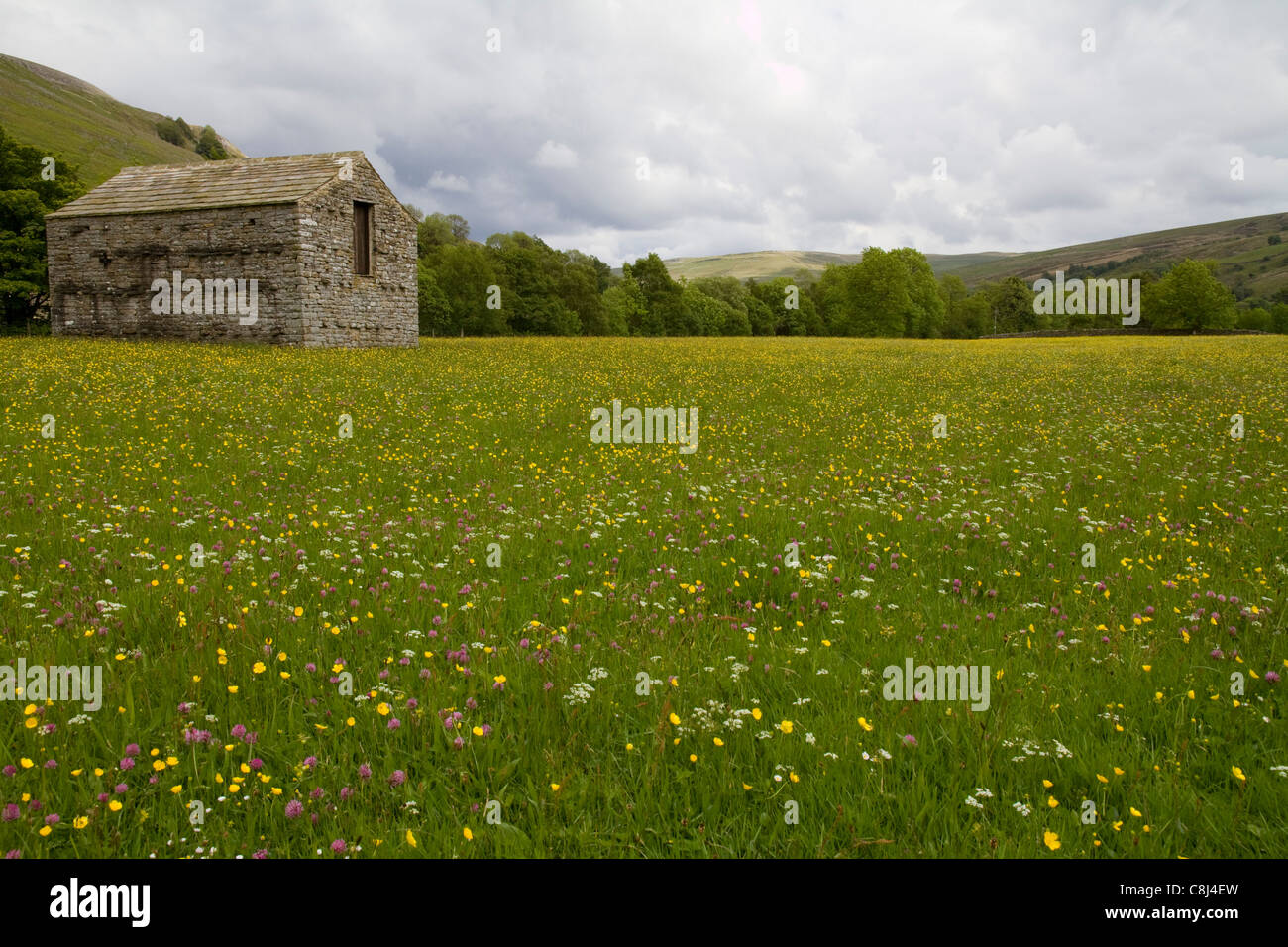 A traditional barn in a wildflower meadow in Swaledale in the Yorkshire ...