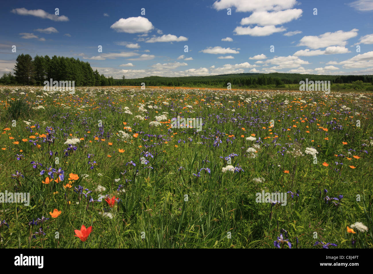 Russia, Siberia, flower, field of flower, field, clouds, birch forest ...