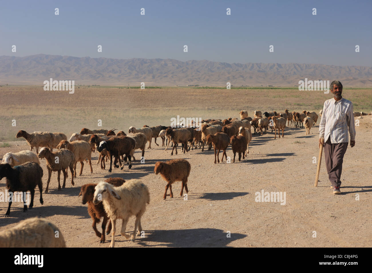 herd, flock, drove flocks. sheep, lamp, shepherd, animals, livestock ...