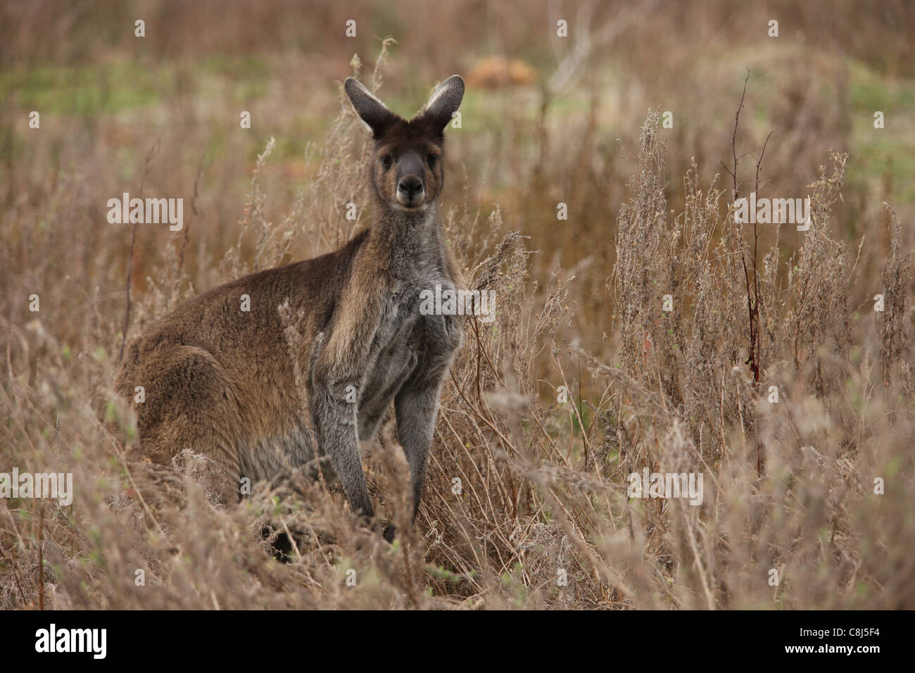 kangaroo, Macropodidae, marsupial, herbivorous, mammal, Australia, down ...