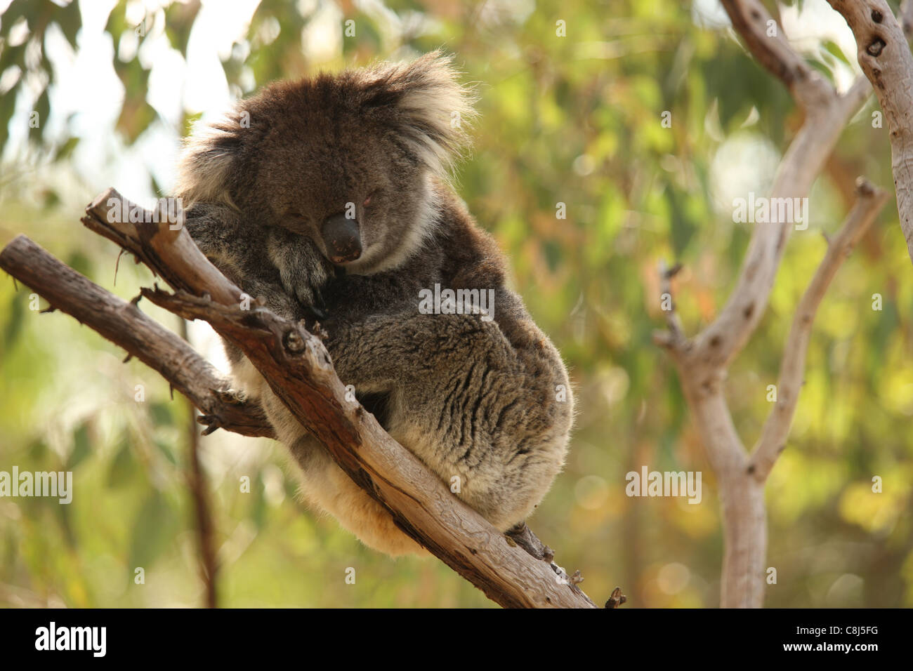 Koala, Phascolarctos cinereus, Australia, marsupial, arboreal ...