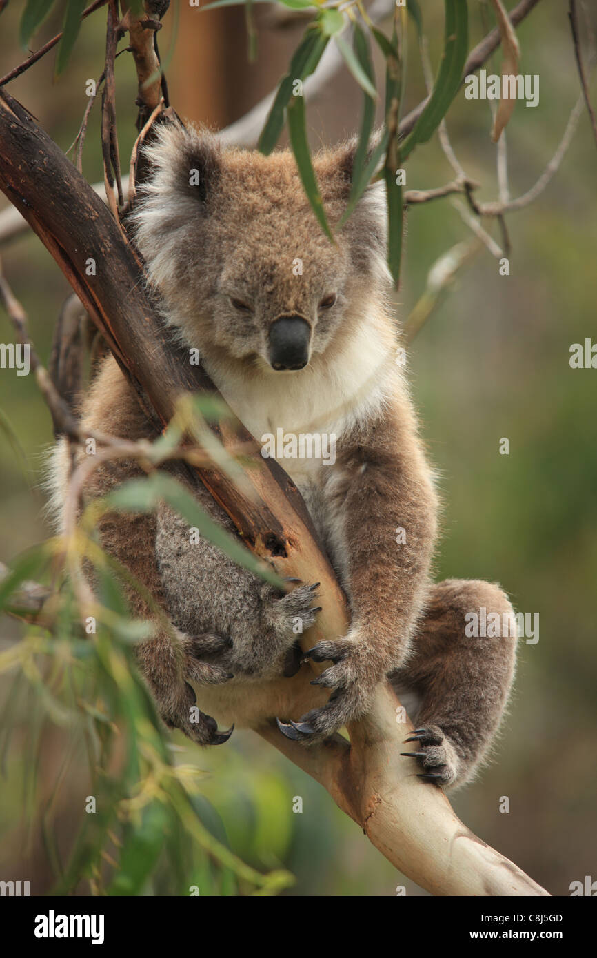 Koala, Phascolarctos cinereus, Australia, marsupial, arboreal ...