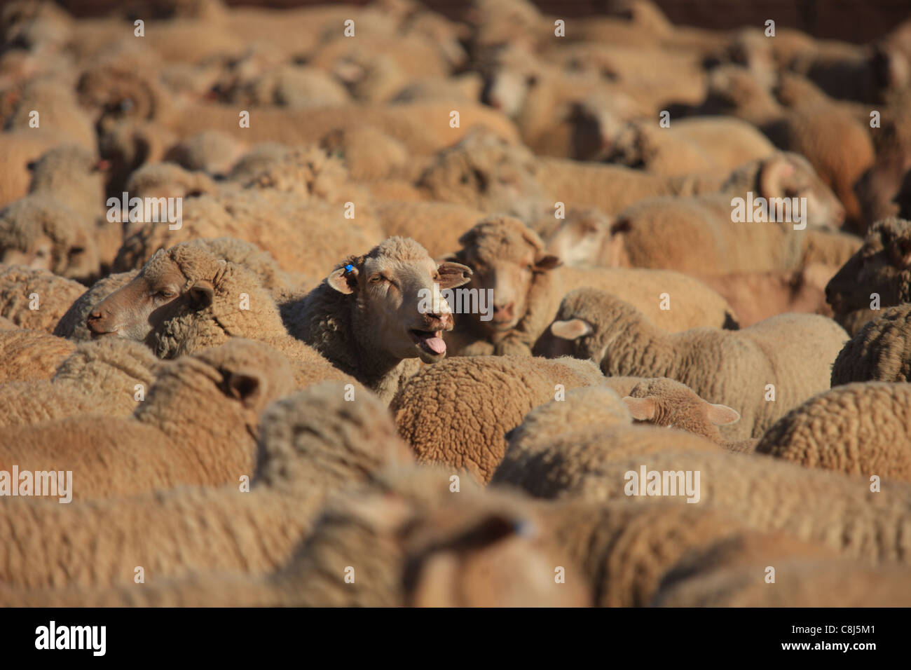 sheep shearer, Australia, Outback, down under, sheep, wool, sheep ...