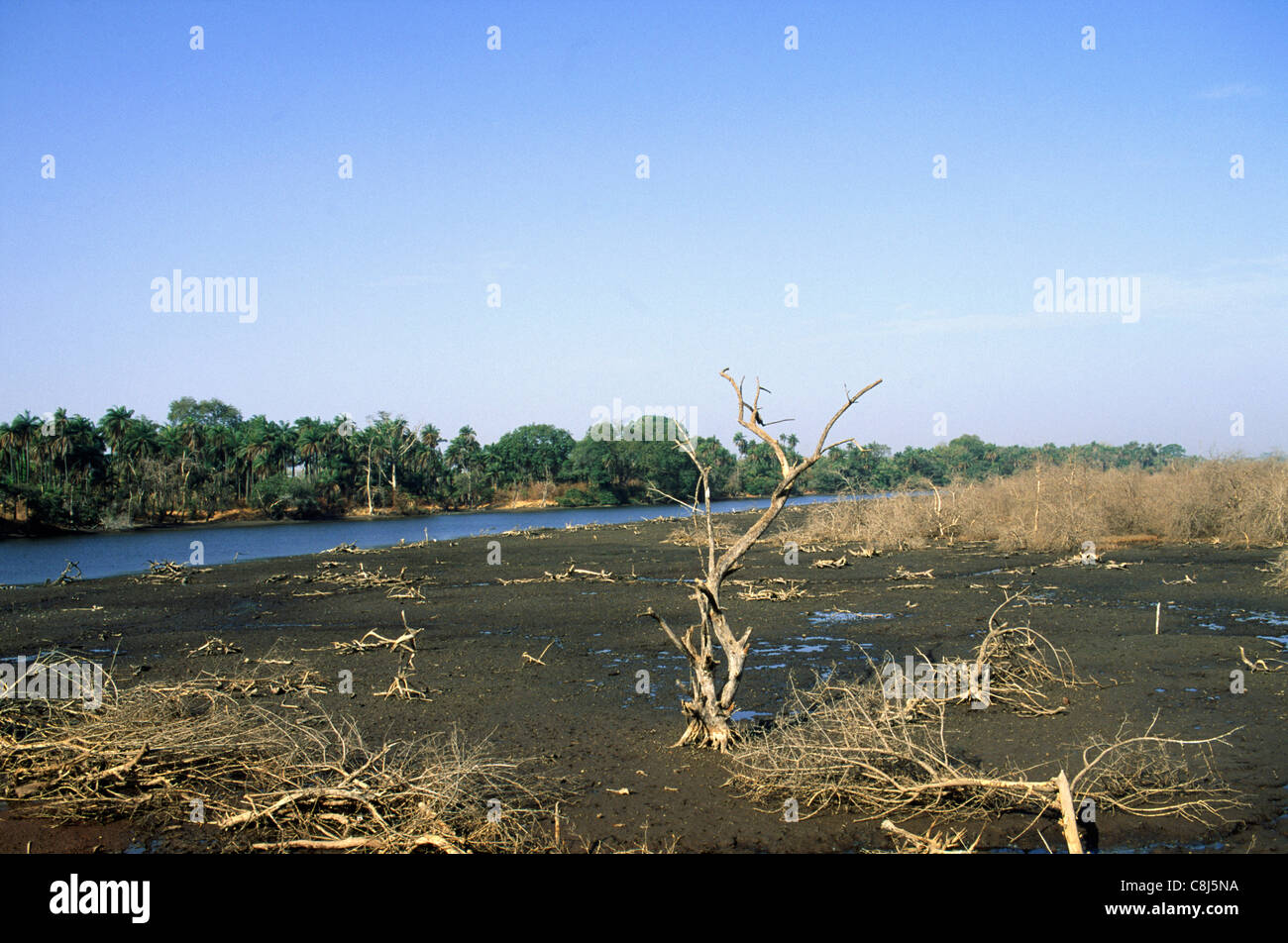 Dying shrubs hi-res stock photography and images - Alamy