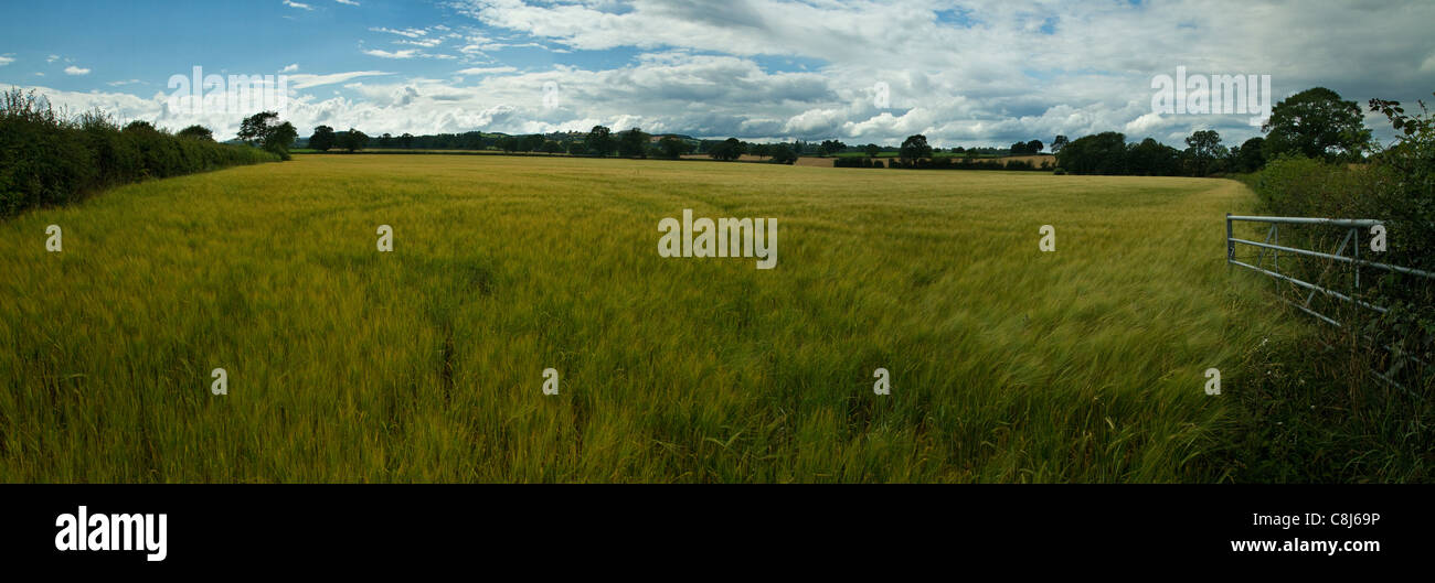 Golden field and fence hi-res stock photography and images - Alamy