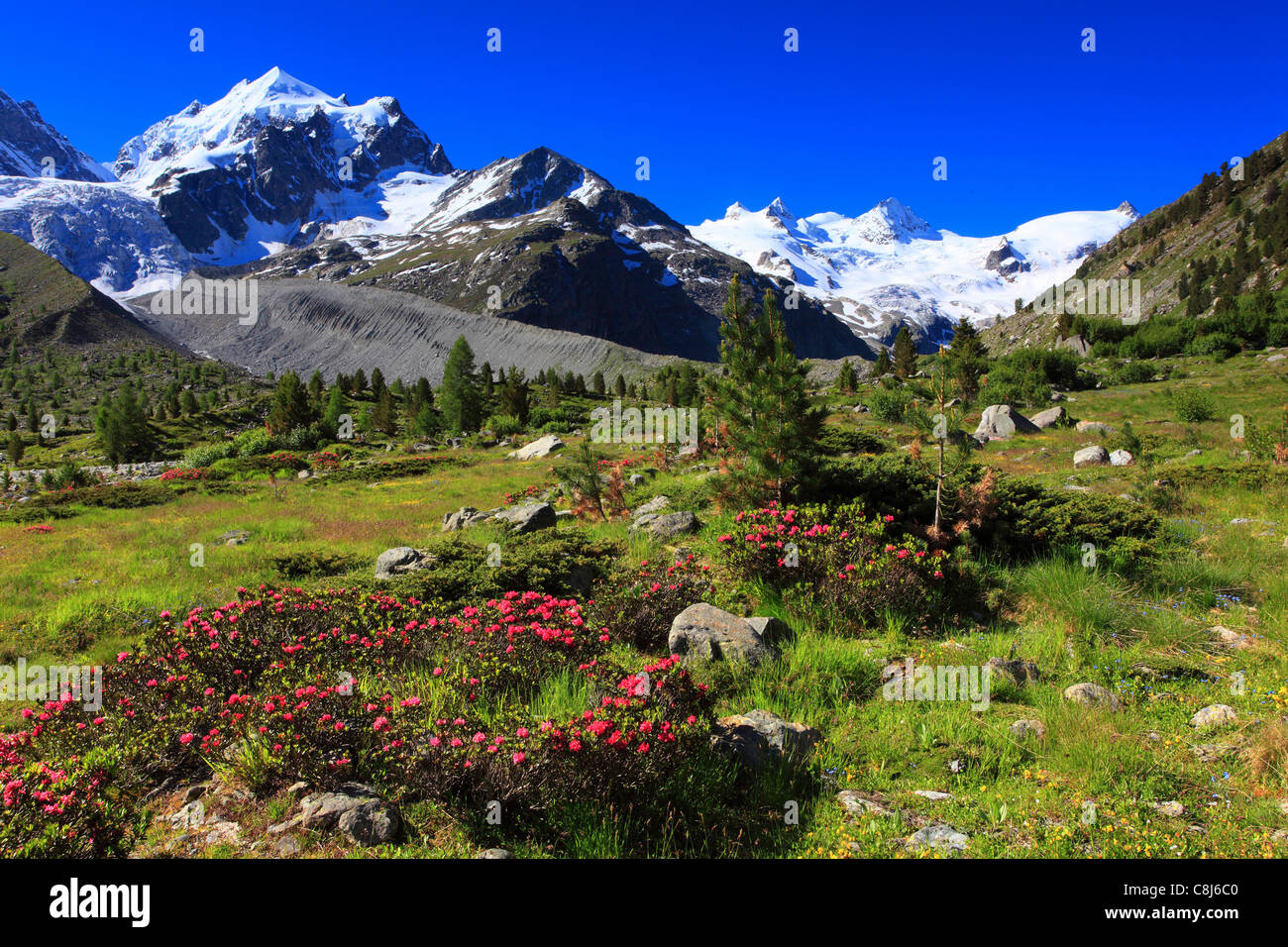 Alps, Alpine rose, alpine rose, mountain, mountain panorama, mountain ...