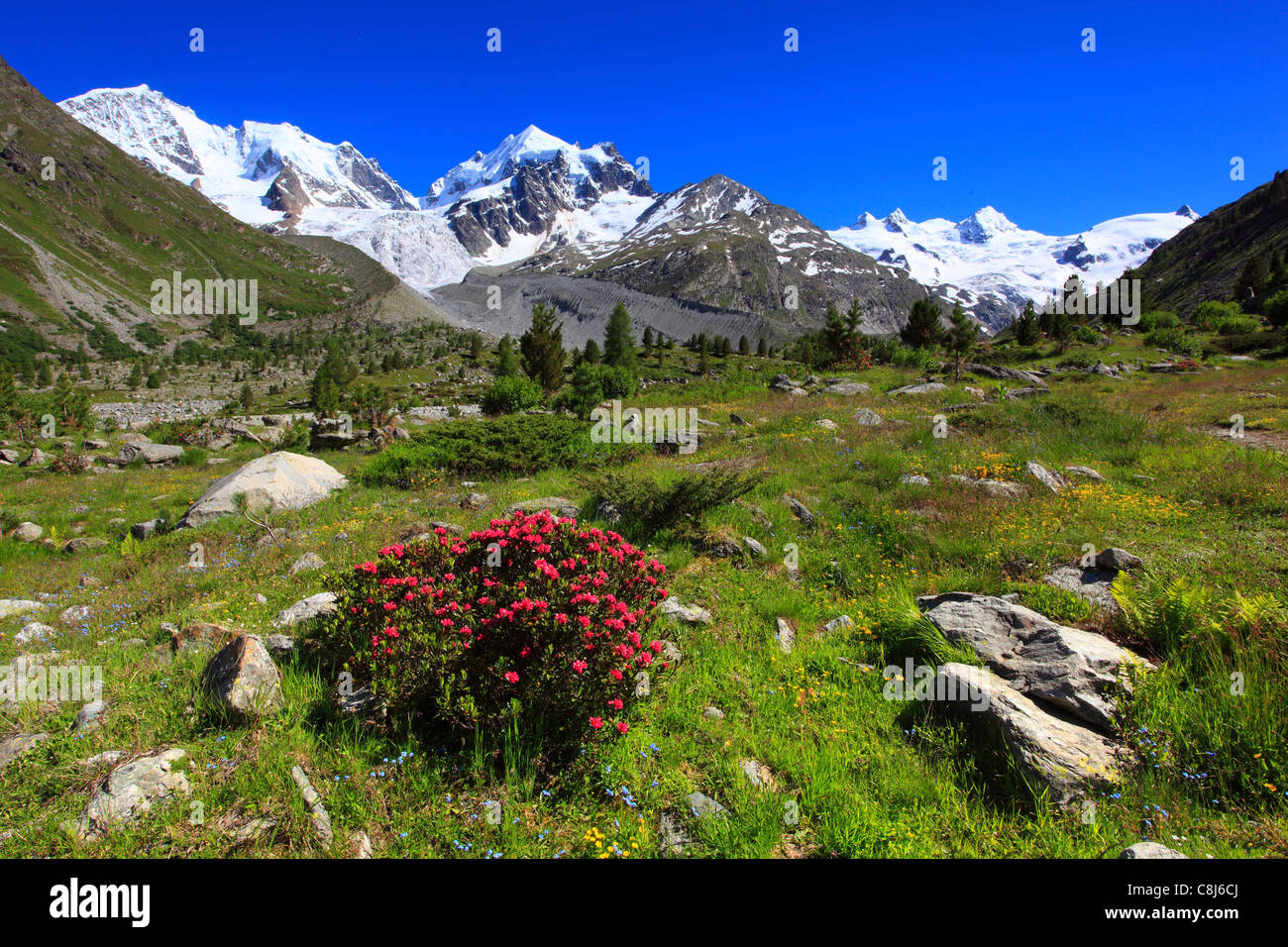 Alps, Alpine rose, alpine rose, mountain, mountain panorama, mountain flowers, mountains ...