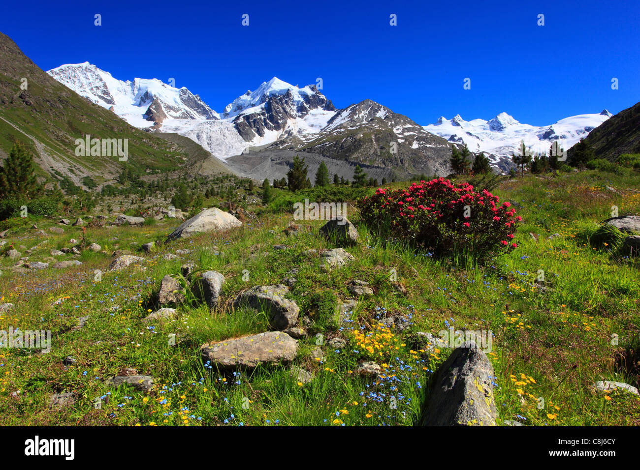 Alps, Alpine rose, alpine rose, mountain, mountain panorama, mountain ...