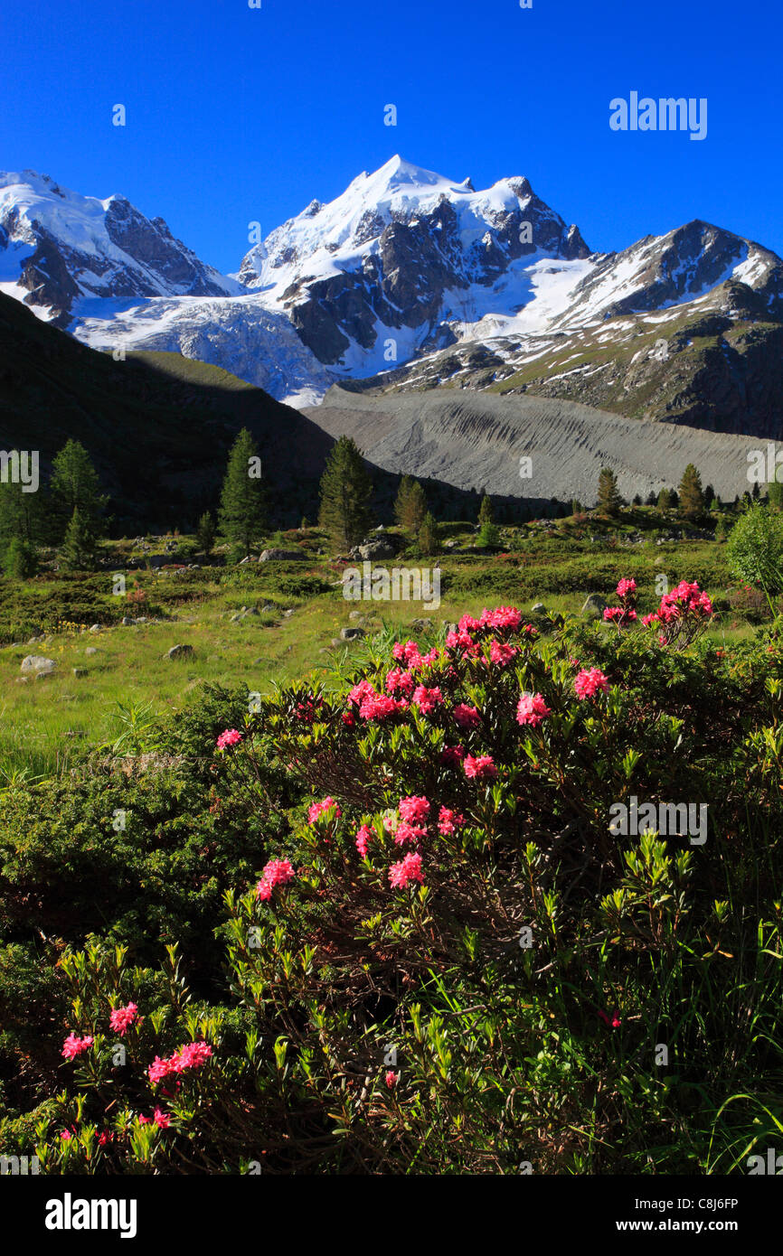 Alpine rose hi-res stock photography and images - Alamy