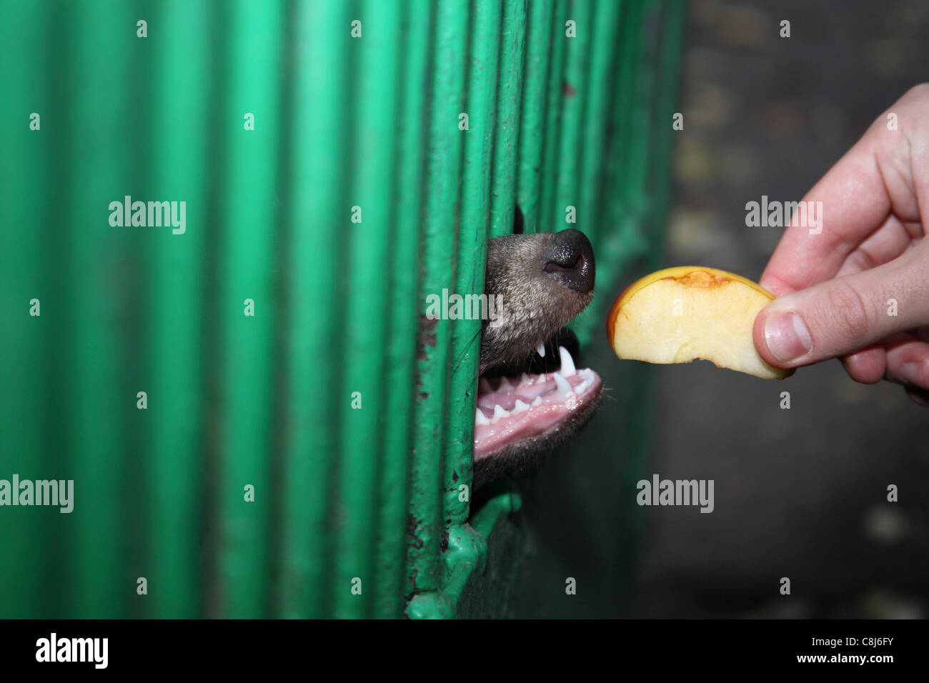 Imprisonment hi-res stock photography and images - Alamy