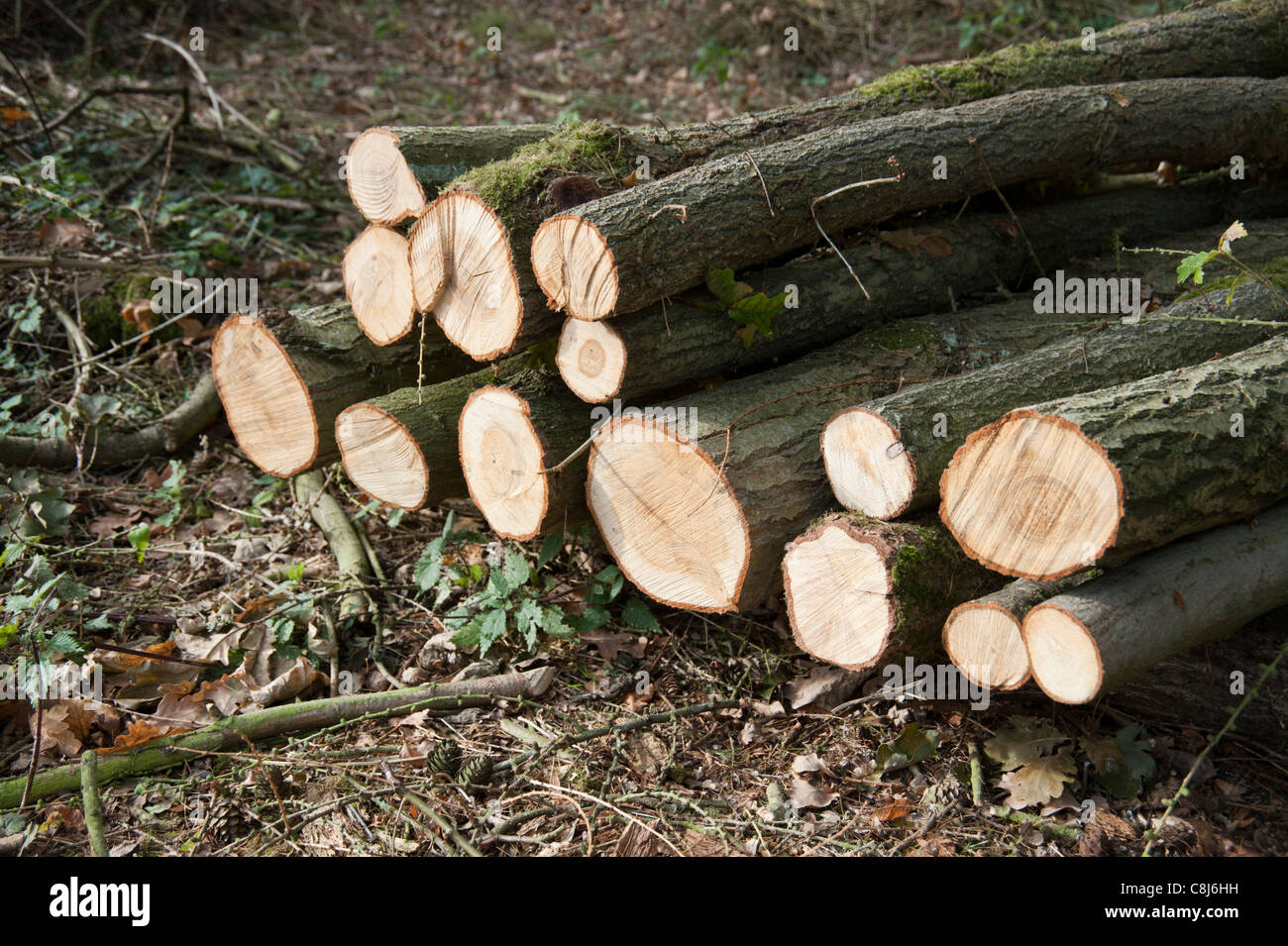 Log pile in a forest. Sawn wood piled up Stock Photo - Alamy