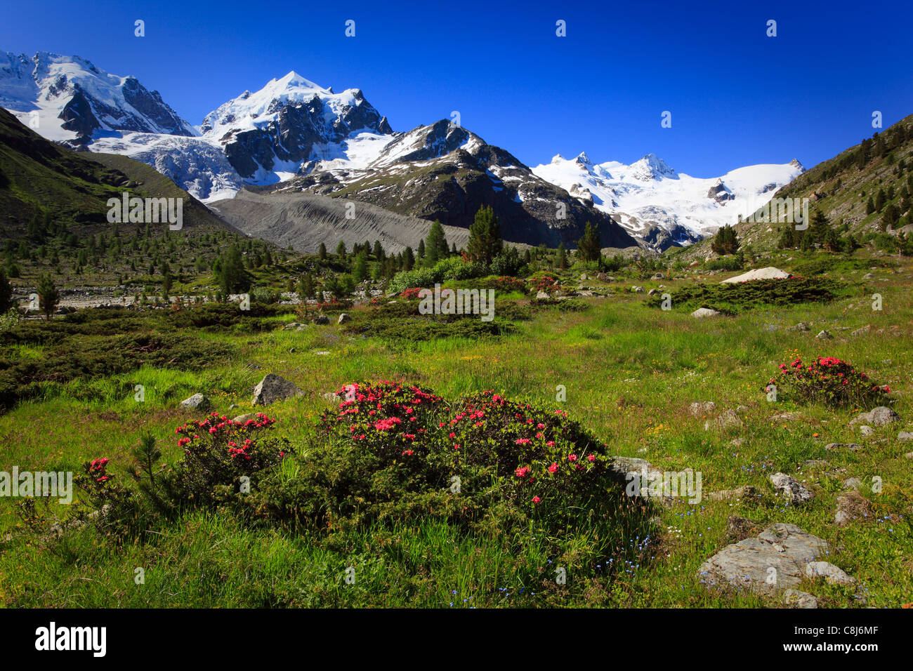 Alps, Alpine rose, alpine rose, mountain, mountain panorama, mountain ...