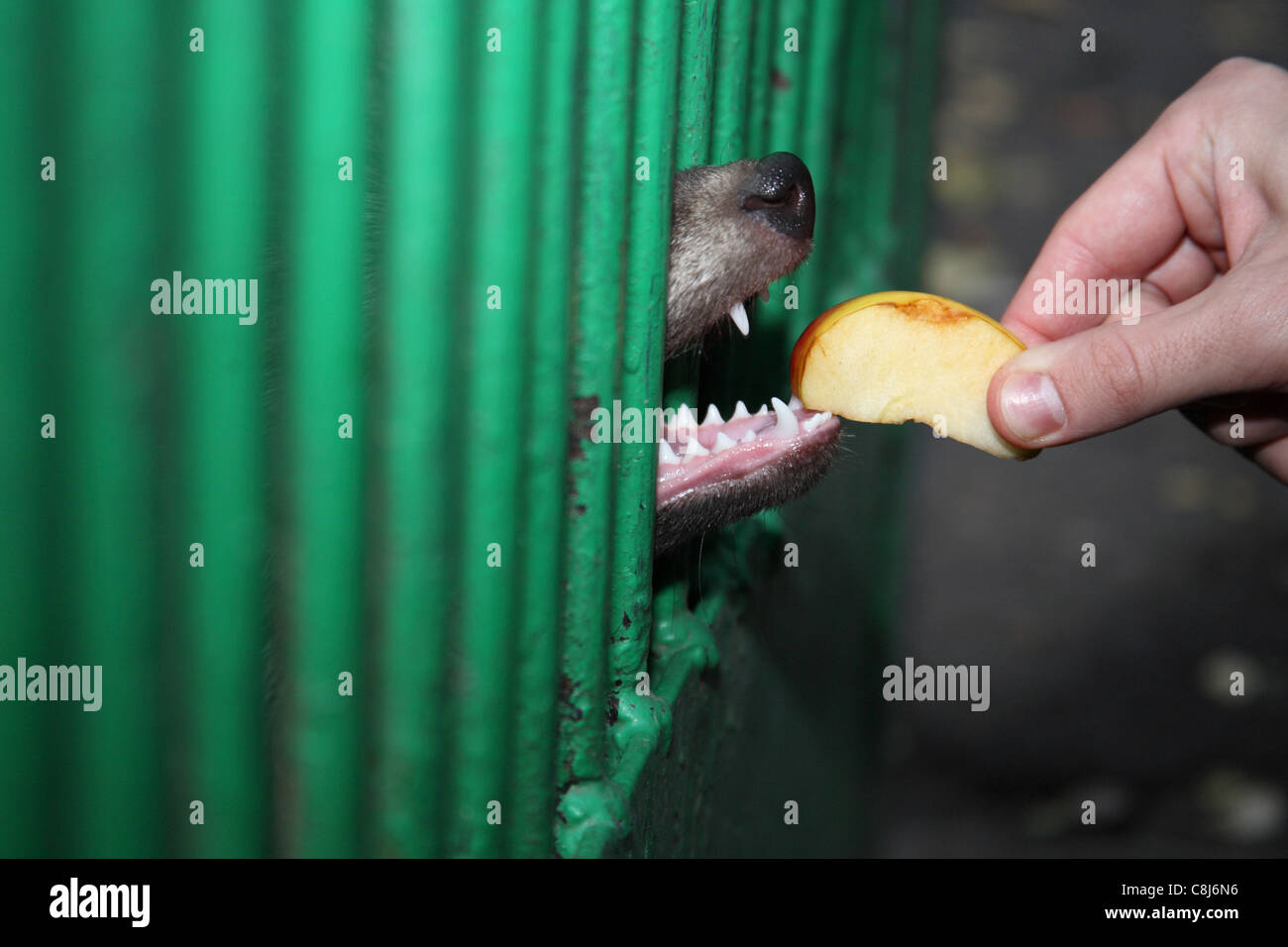 Human cage zoo hi-res stock photography and images - Alamy