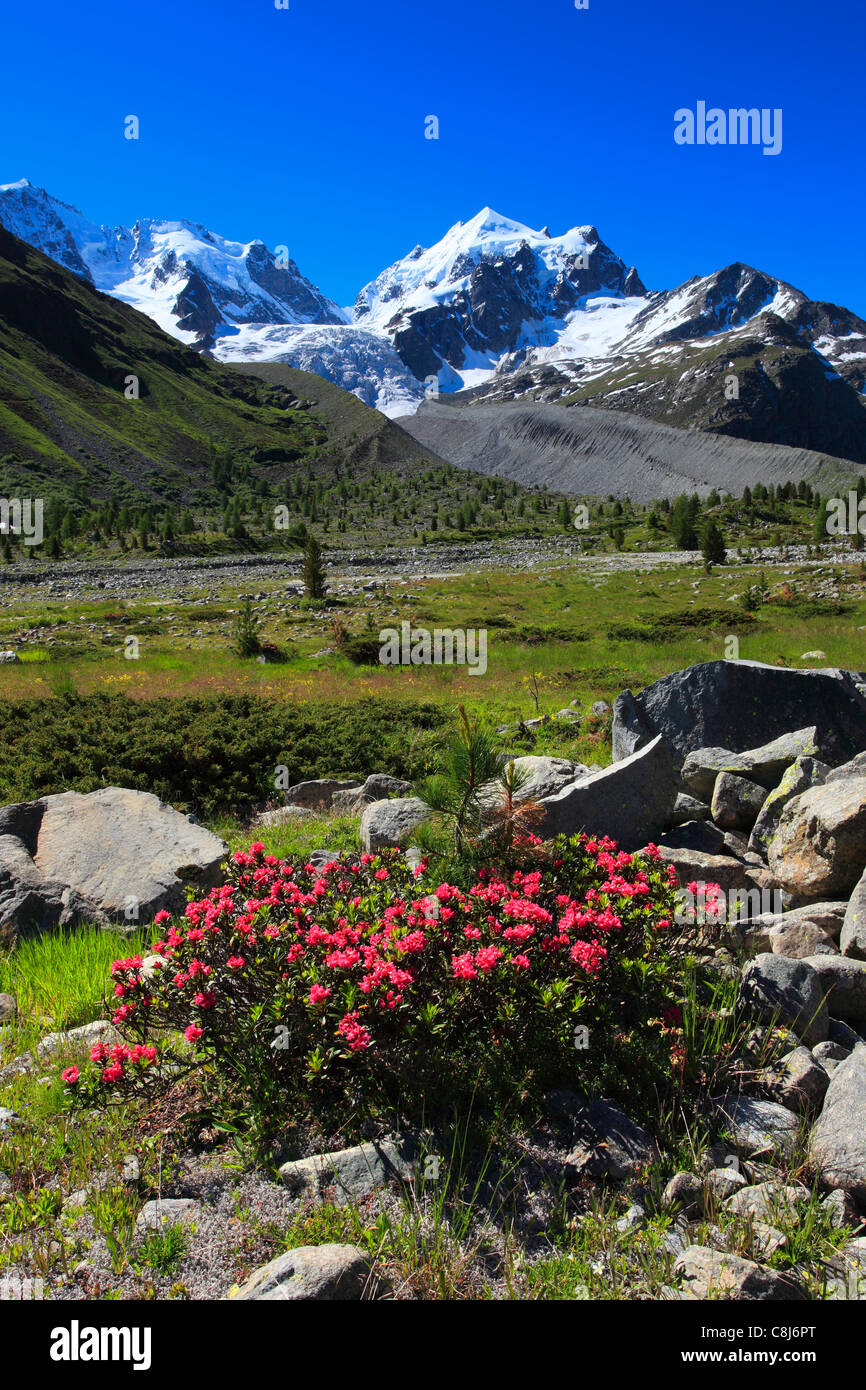 Alps, Alpine rose, alpine rose, mountain, mountain panorama, mountain ...