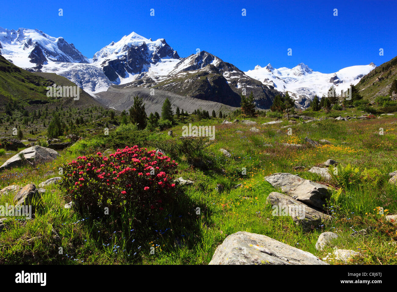 Alpine rose hi-res stock photography and images - Alamy