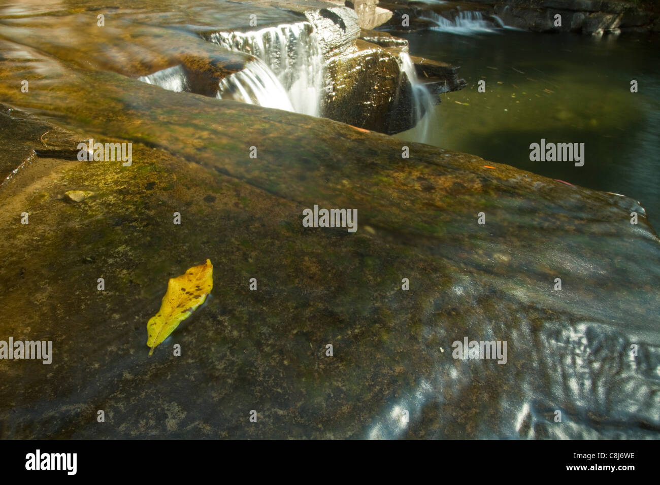 Yellow leaf in flowing waterfall Stock Photo - Alamy