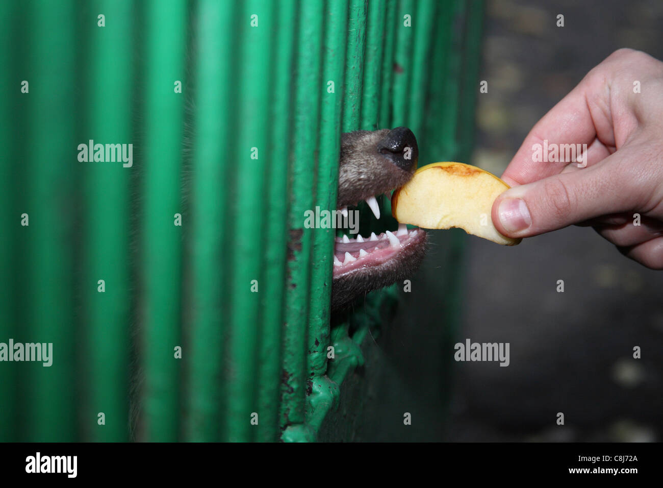Human cage zoo hi-res stock photography and images - Alamy
