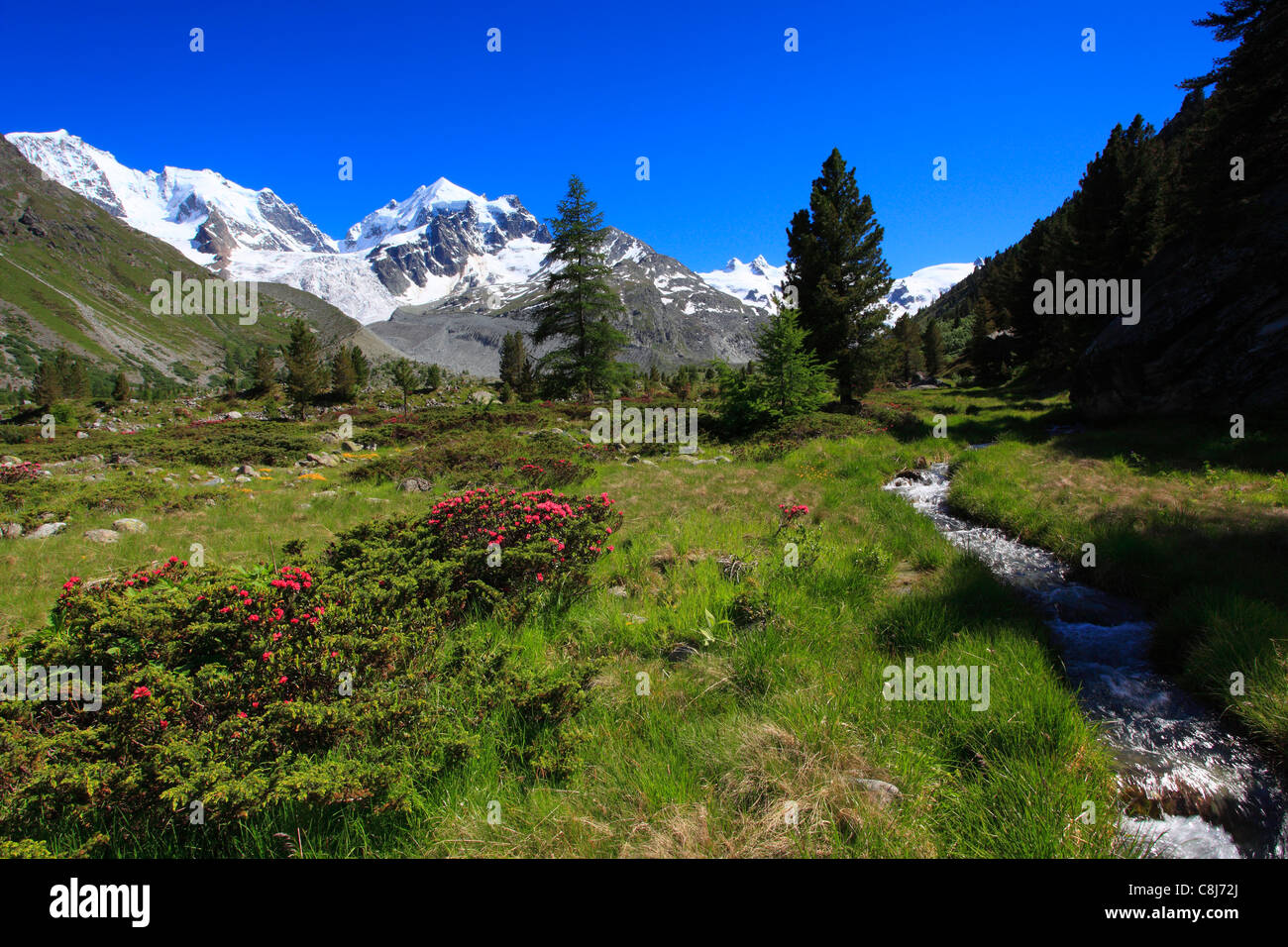 Alps, Alpine rose, alpine rose, mountain, mountain panorama, mountain ...