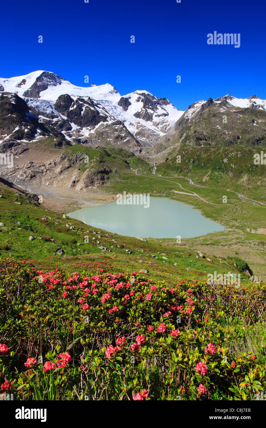 Alps mountain panorama rose hi-res stock photography and images - Alamy