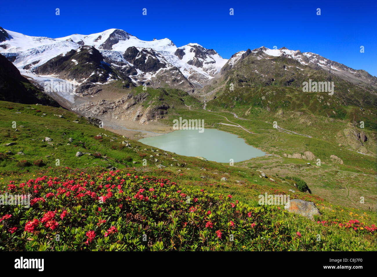 Alp, Alps, Alps, flora, Alps, rose, Alpine flora, Alpine panorama ...